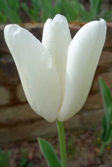 Tulipanes Blanco Flor - Foto gratis en Pixabay - Pixabay