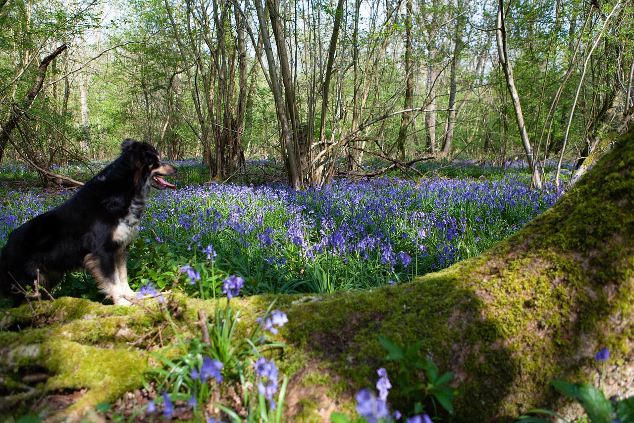 200,000+ Free Bluebell Woods & Bluebell Images - Pixabay