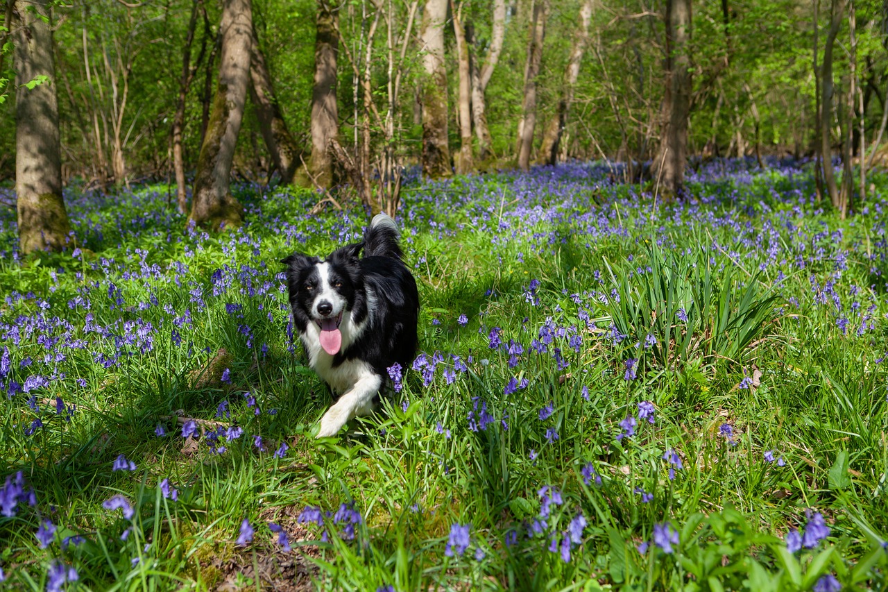 800+ Free Bluebells & Nature Photos - Pixabay