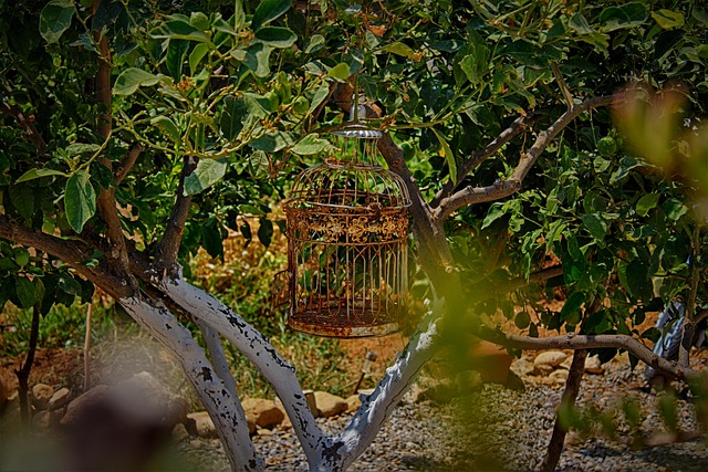 Bird Cage Old Rusty - Free photo on Pixabay - Pixabay
