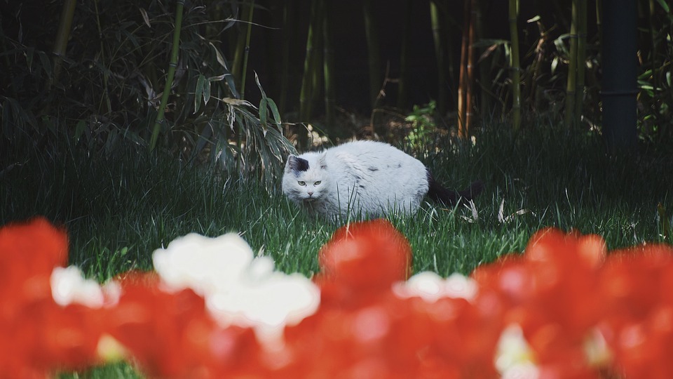 Blumen Katze Niedlich - Kostenloses Foto auf Pixabay