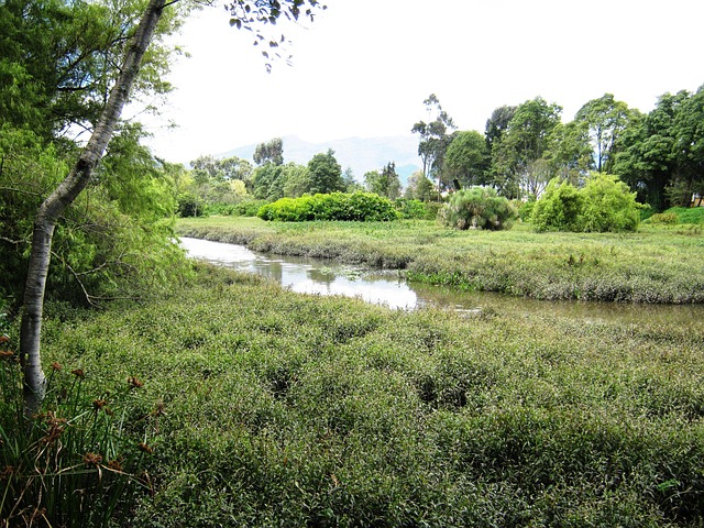 Bosque Río Paisaje - Foto gratis en Pixabay - Pixabay