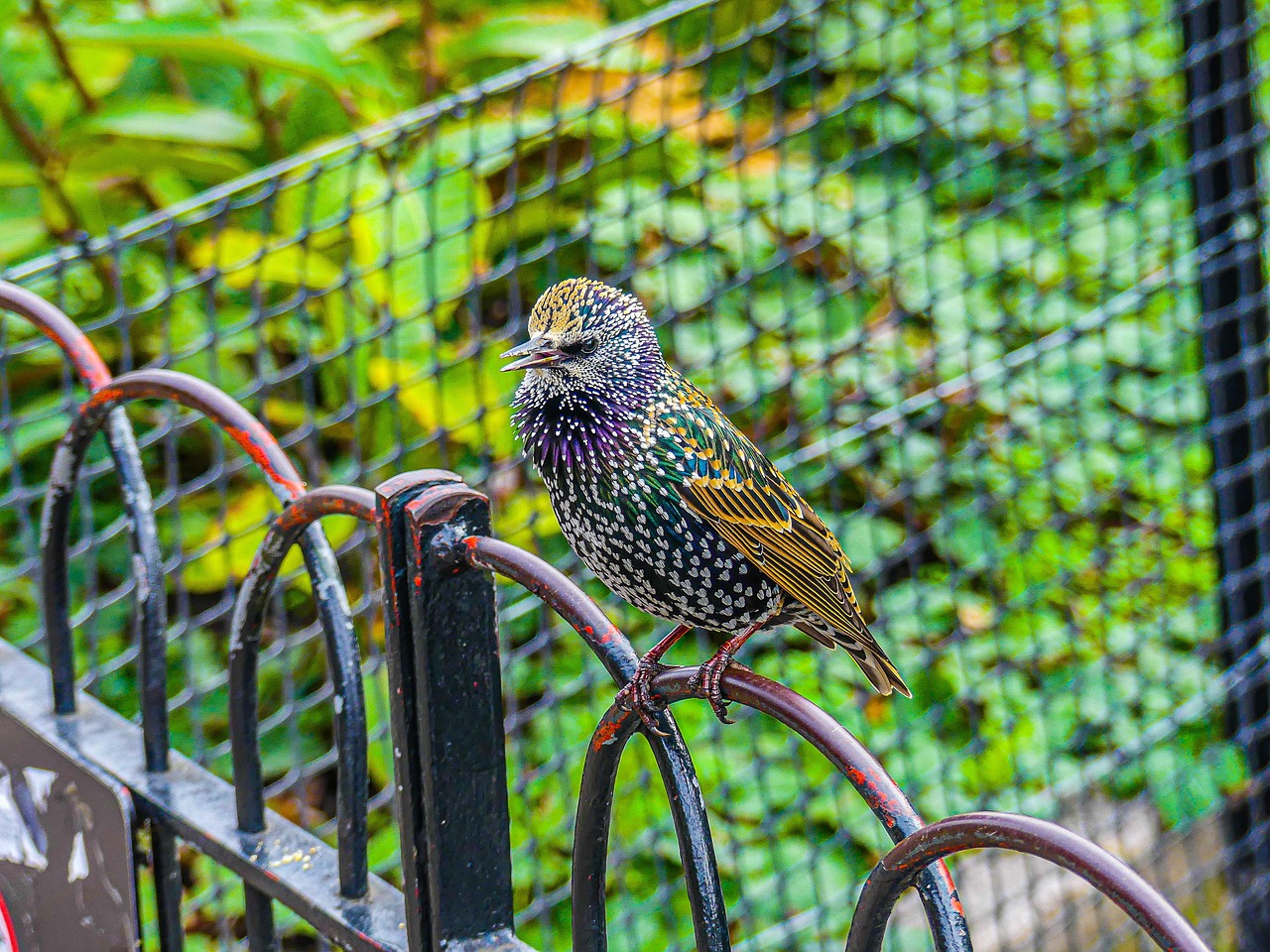 London Bird Park Green - Free photo on Pixabay - Pixabay