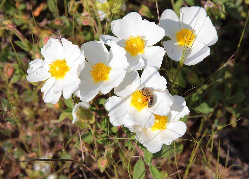 Cistus Hybridus White Spruce - Free photo on Pixabay - Pixabay