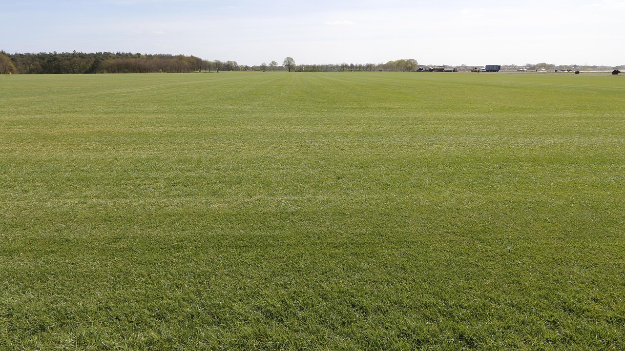 Gras Rasen Wiese - Kostenloses Foto auf Pixabay - Pixabay