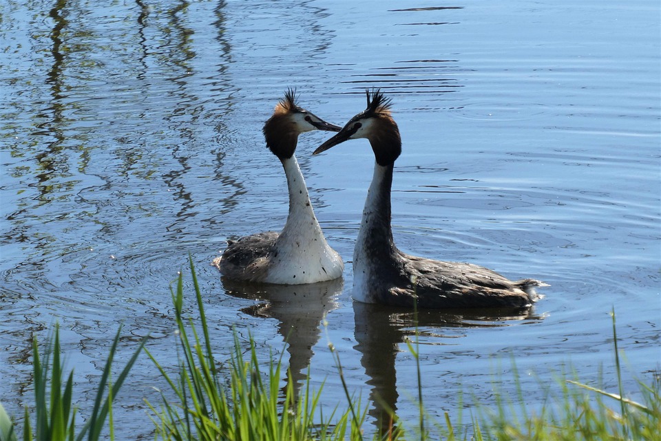 Great Crested Grebe Mate - Free photo on Pixabay - Pixabay