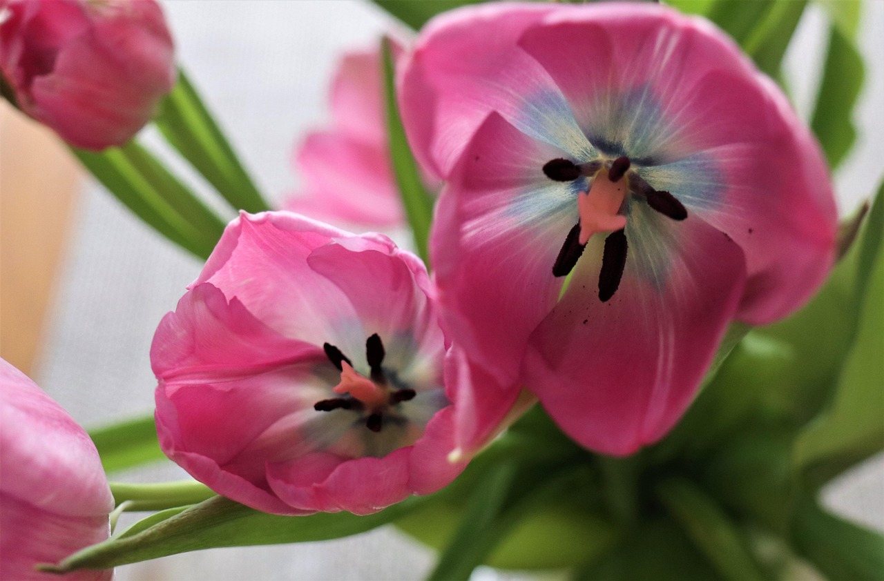 Flores Primavera Tulipanes - Foto gratis en Pixabay - Pixabay