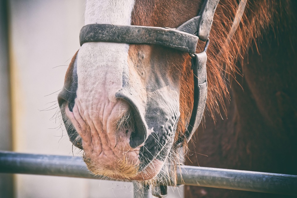 Horse Snout Shire Nostril - Free photo on Pixabay - Pixabay