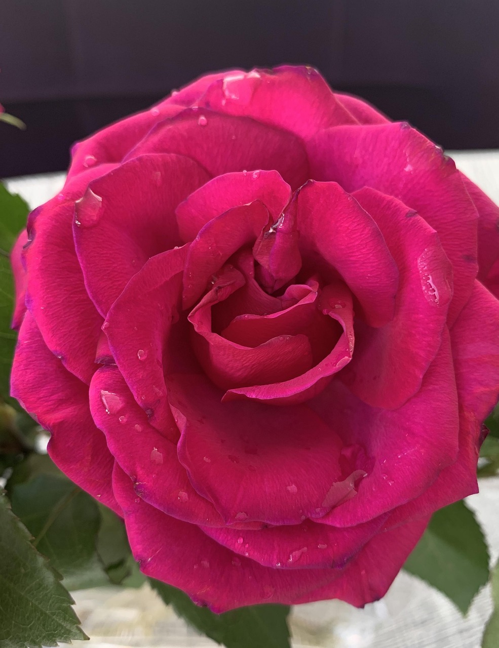 Rose Blossom Flower Garden - Free photo on Pixabay - Pixabay