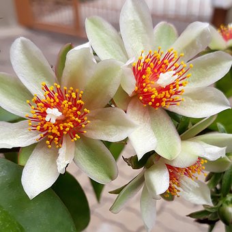 20+ Free Ora & Flower Images - Pixabay