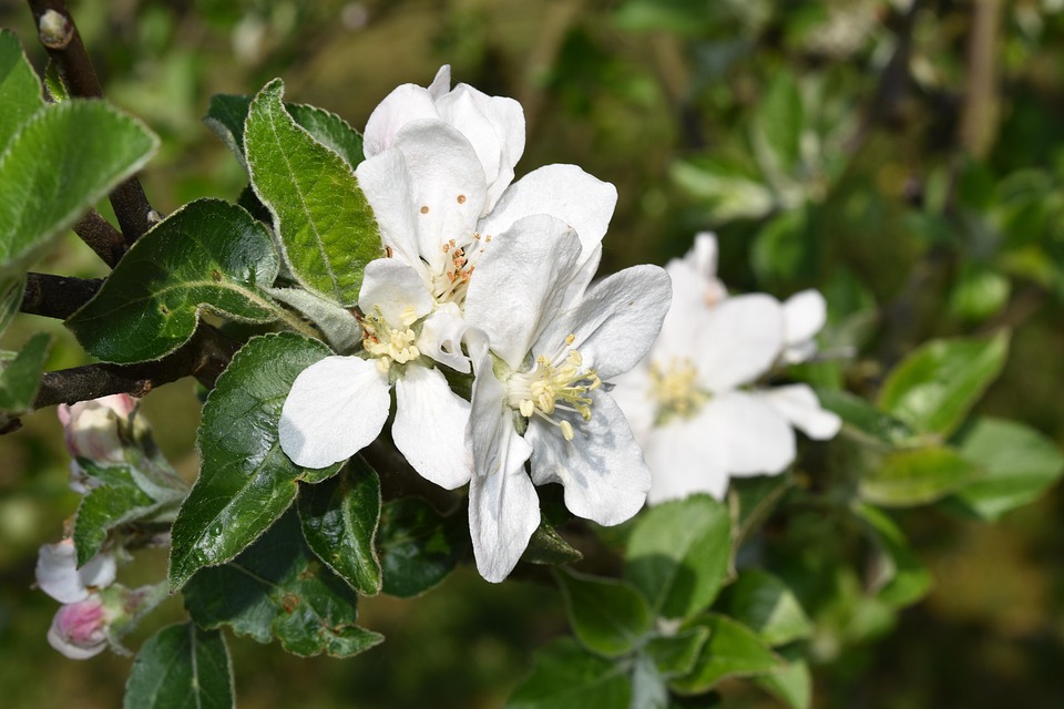 Flowers Of Apple Tree - Free photo on Pixabay - Pixabay