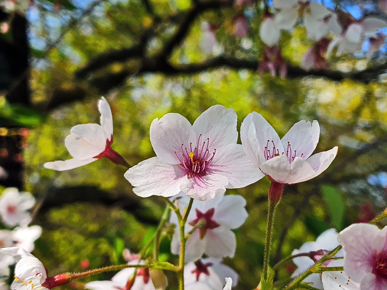50,000+ Free Beautiful Spring Day & Spring Images - Pixabay
