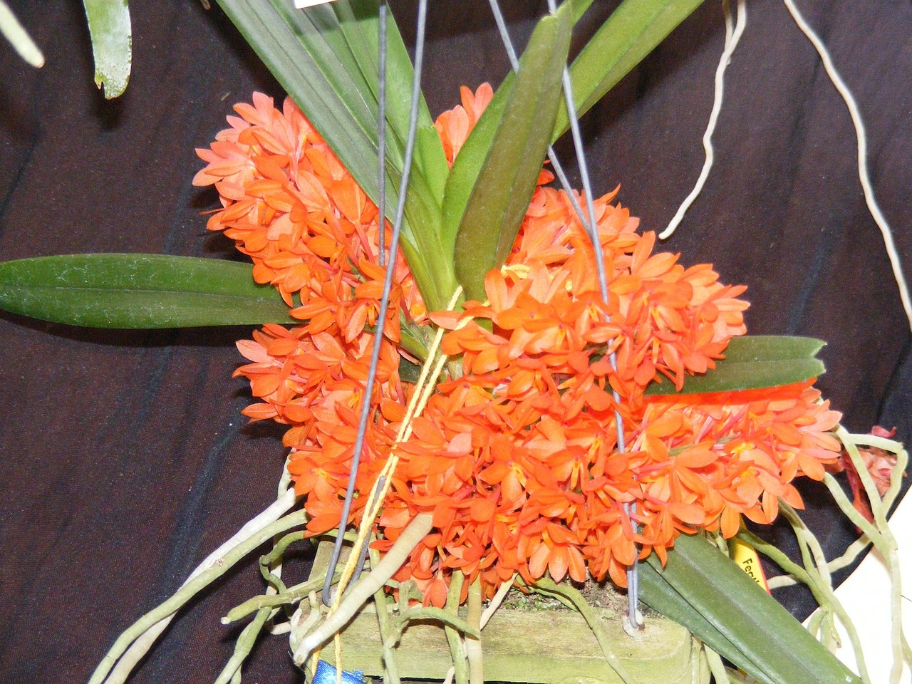 Orchidee Orange Blume - Kostenloses Foto auf Pixabay - Pixabay