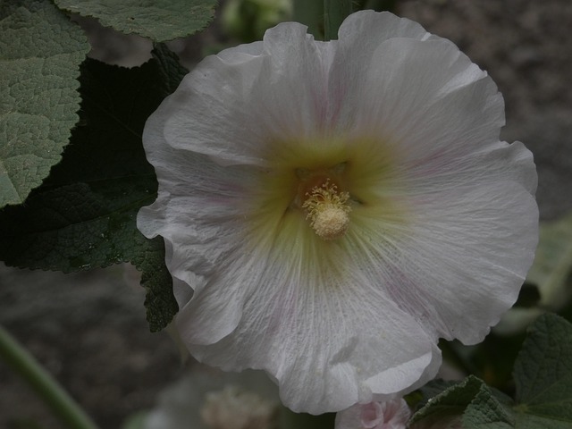 Mauve White Flower Malváceas - Free photo on Pixabay - Pixabay