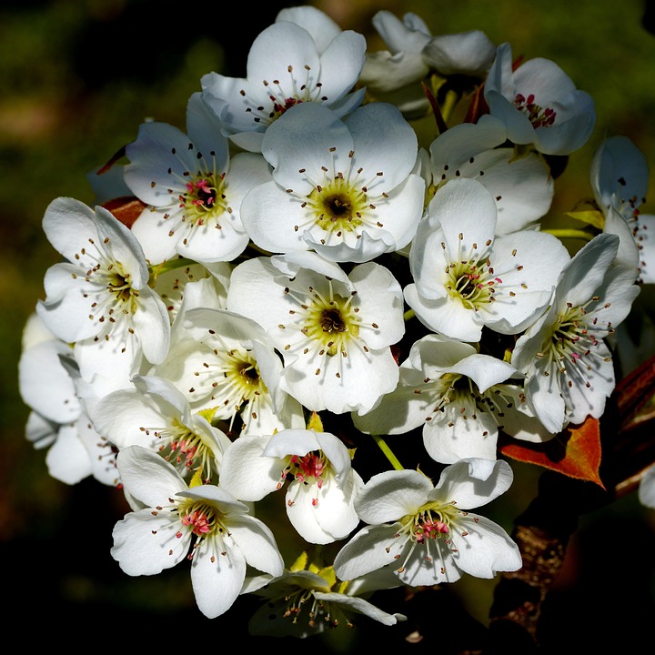 Pear Flower Fruit - Free photo on Pixabay