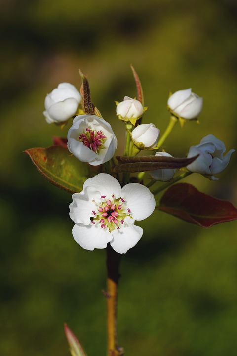 Pear Flower Fruit - Pixabay의 무료 사진 - Pixabay