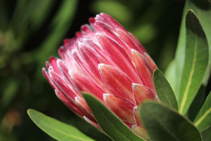 40+ Free African Queen & Protea Images - Pixabay