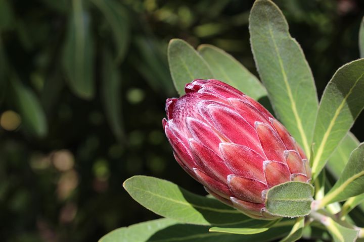 40+ Free African Queen & Protea Images - Pixabay