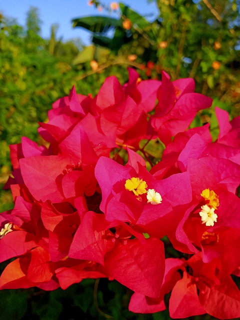 Bougainvillea Piros Virág Jó - Ingyenes fotó a Pixabay-en - Pixabay