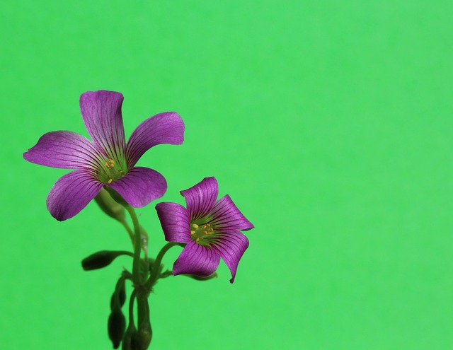 100,000+ Free Green Plain & Plain Background Images - Pixabay