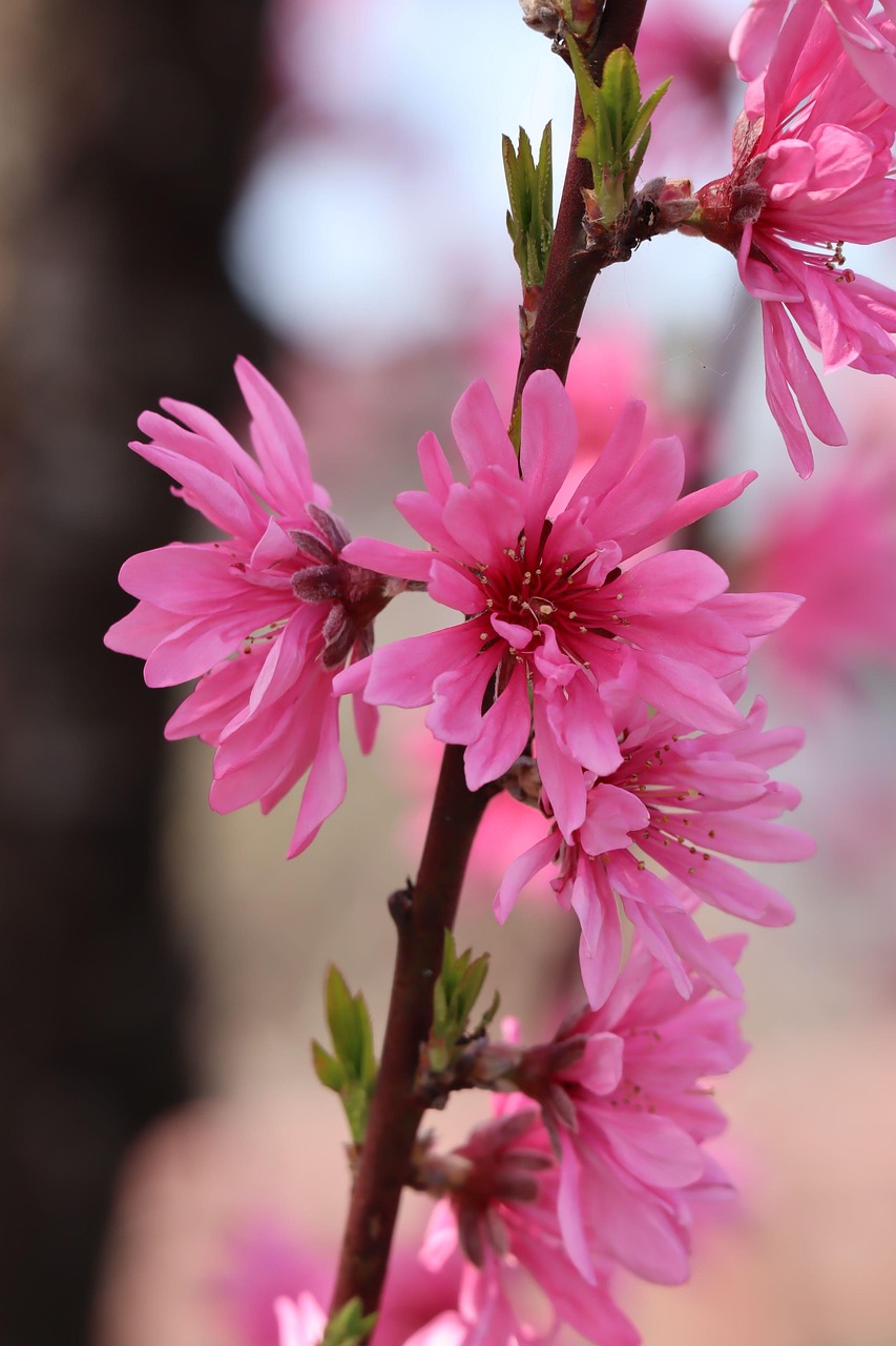 Natural Planta Flores - Foto gratuita no Pixabay - Pixabay