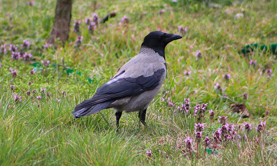 Nature View Animals - Free photo on Pixabay
