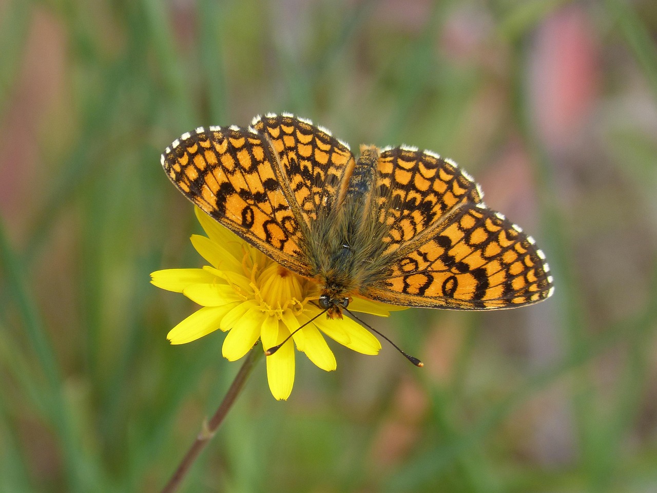 Mariposa Diente De León Libar - Foto gratis en Pixabay - Pixabay