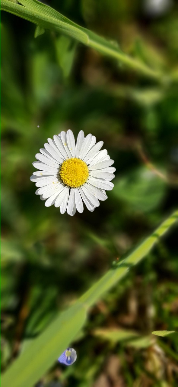 Flor Branco Primavera - Foto gratuita no Pixabay