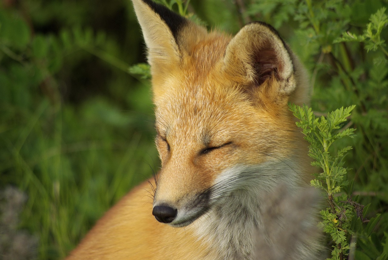 Raposa Natureza Animais - Foto gratuita no Pixabay - Pixabay