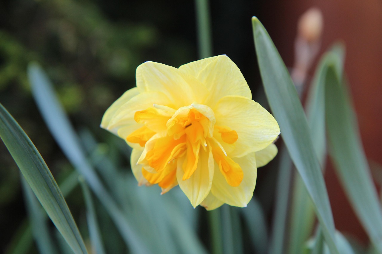 1,000+ Free Narcisse & Narcissus Images - Pixabay