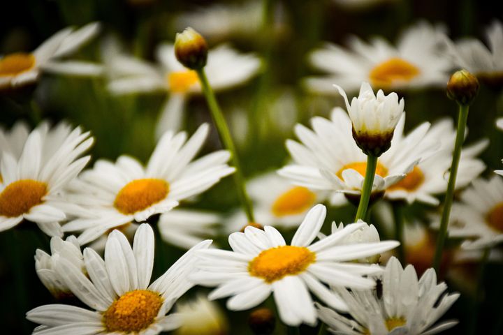 100+ Free Soothing & Nature Images - Pixabay