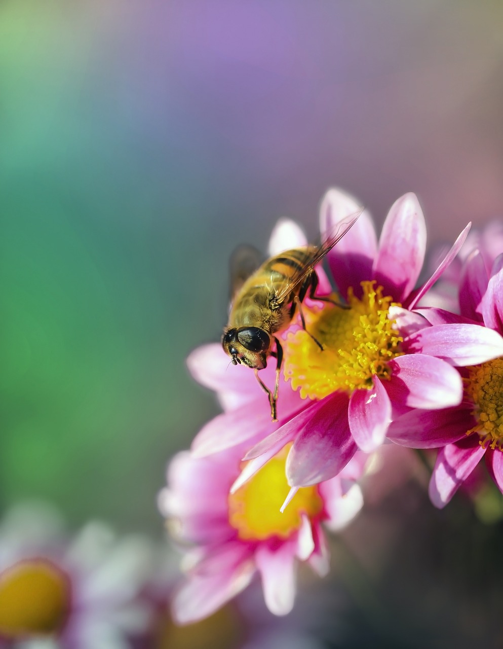 Fleur Fleurs Insecte - Photo gratuite sur Pixabay - Pixabay