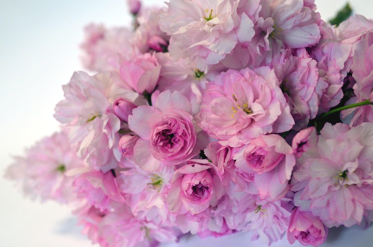 20,000+ Free Happy Birthday Rosa & Happy Birthday Images - Pixabay