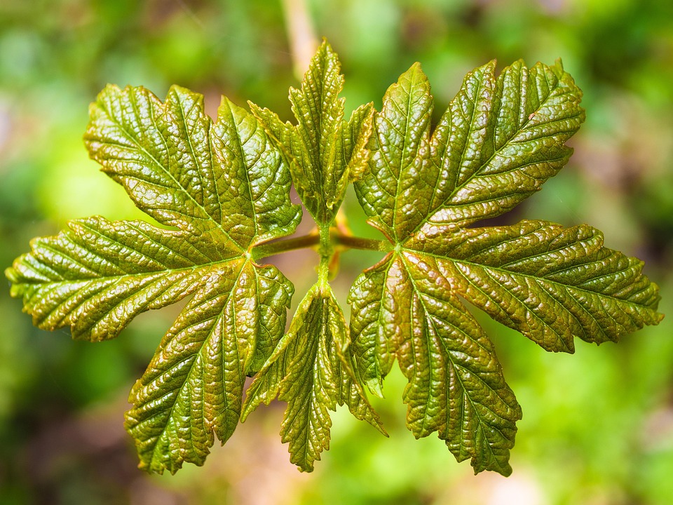 Leaf Unfold Young - Free photo on Pixabay - Pixabay