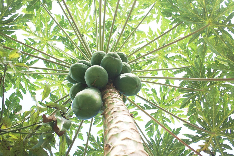 Papaya Fruit Organic - Free photo on Pixabay
