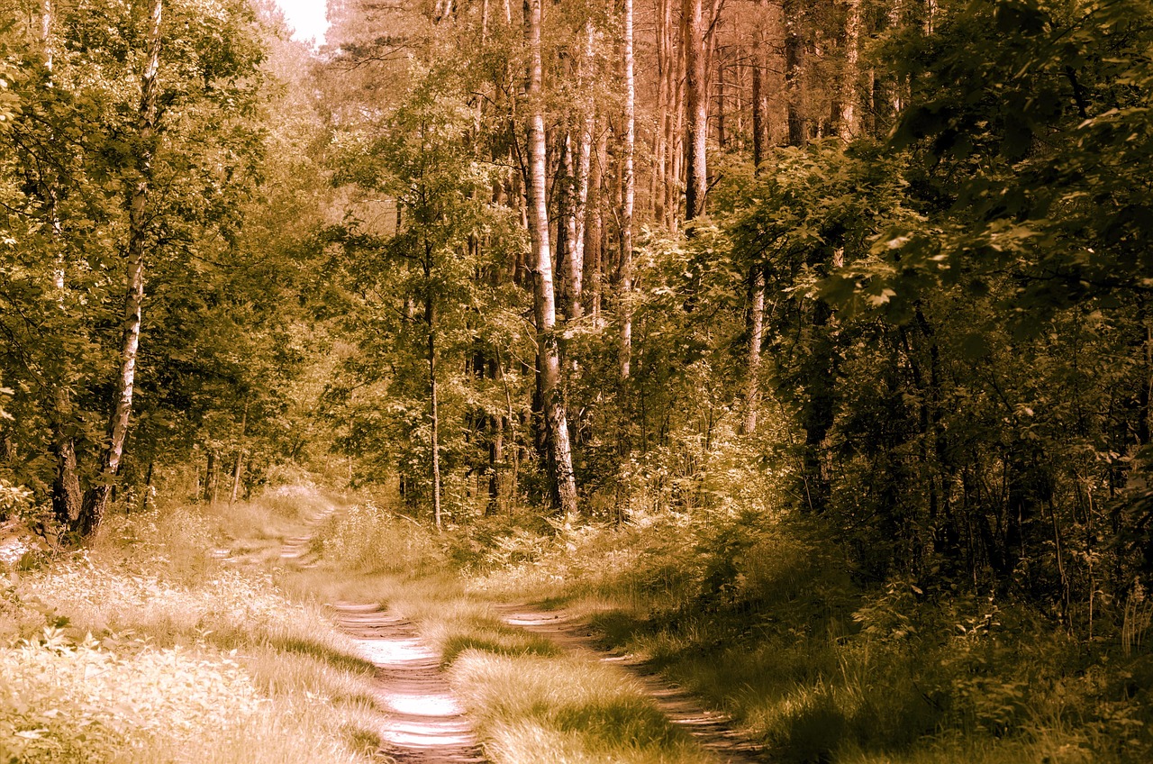 Landschaft Die Natur Wald - Kostenloses Foto auf Pixabay - Pixabay