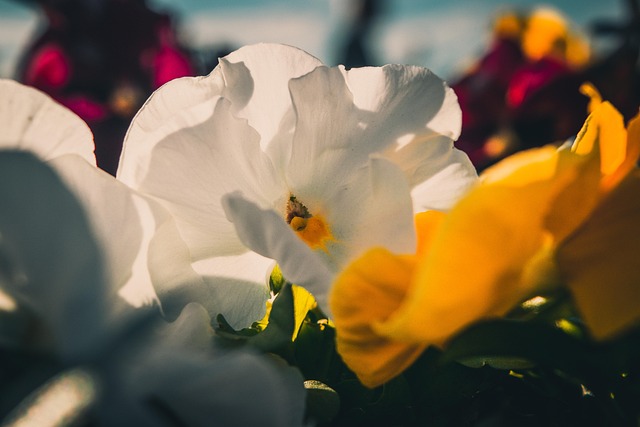Bunga Putih - Foto gratis di Pixabay - Pixabay