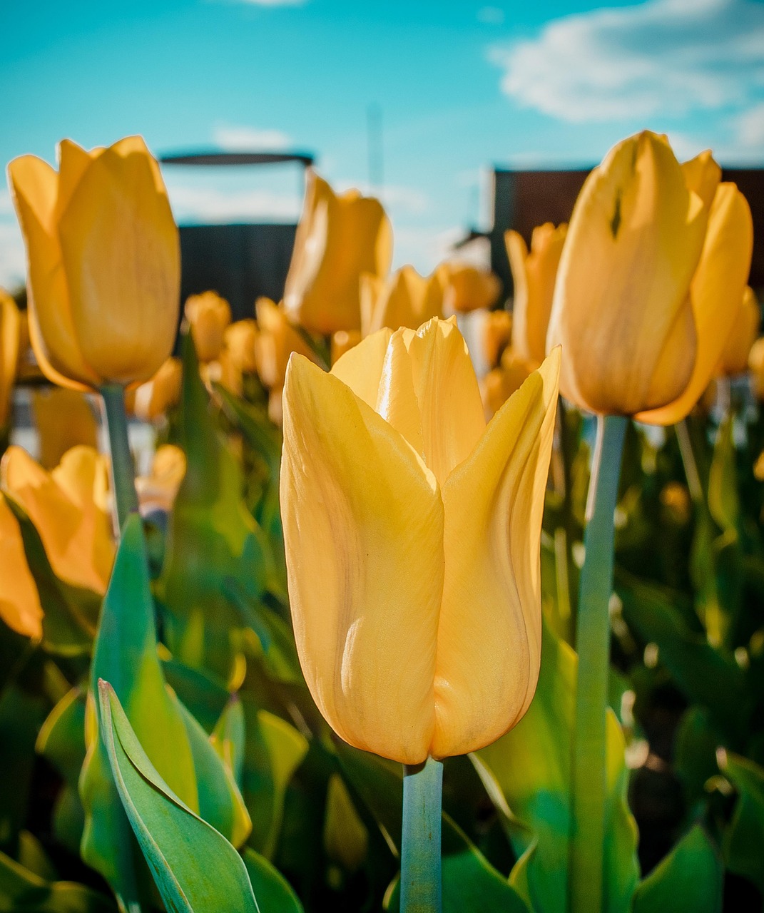 Fleurs Tulipe - Photo gratuite sur Pixabay - Pixabay
