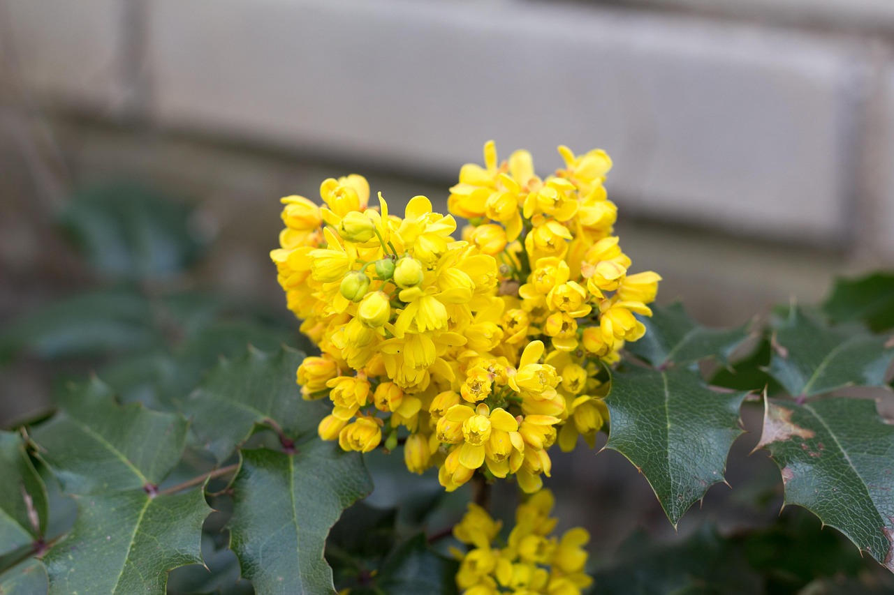 Flor Amarelo Jardim - Foto gratuita no Pixabay - Pixabay