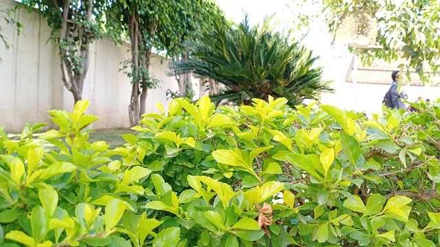 Alami Garden Pic Alam - Foto gratis di Pixabay - Pixabay