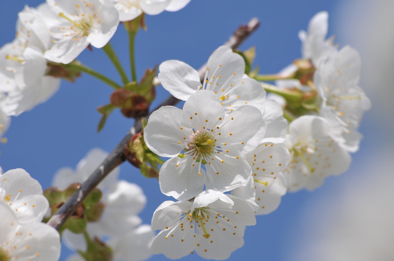 Cherry April Easter - Free photo on Pixabay