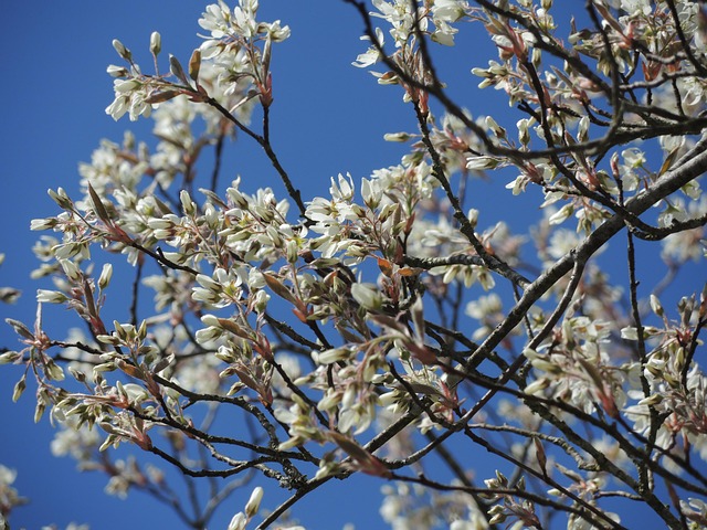 Rock Pear Spring Blossoms - Free photo on Pixabay