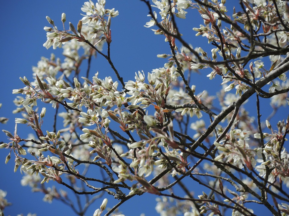 Rock Pear Spring Blossoms - Free photo on Pixabay