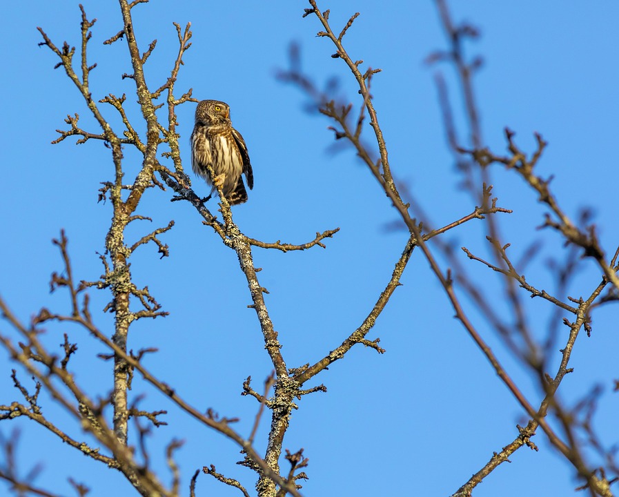 Eurasian Pygmy Owl Glaucidium - Free photo on Pixabay - Pixabay