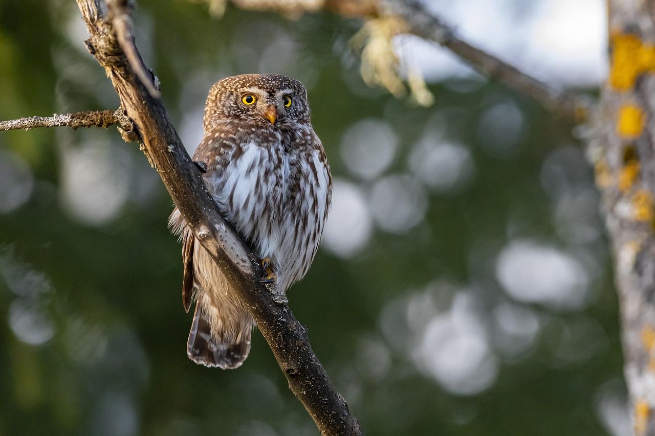 Burung Hantu Kerdil Eurasia - Foto gratis di Pixabay - Pixabay