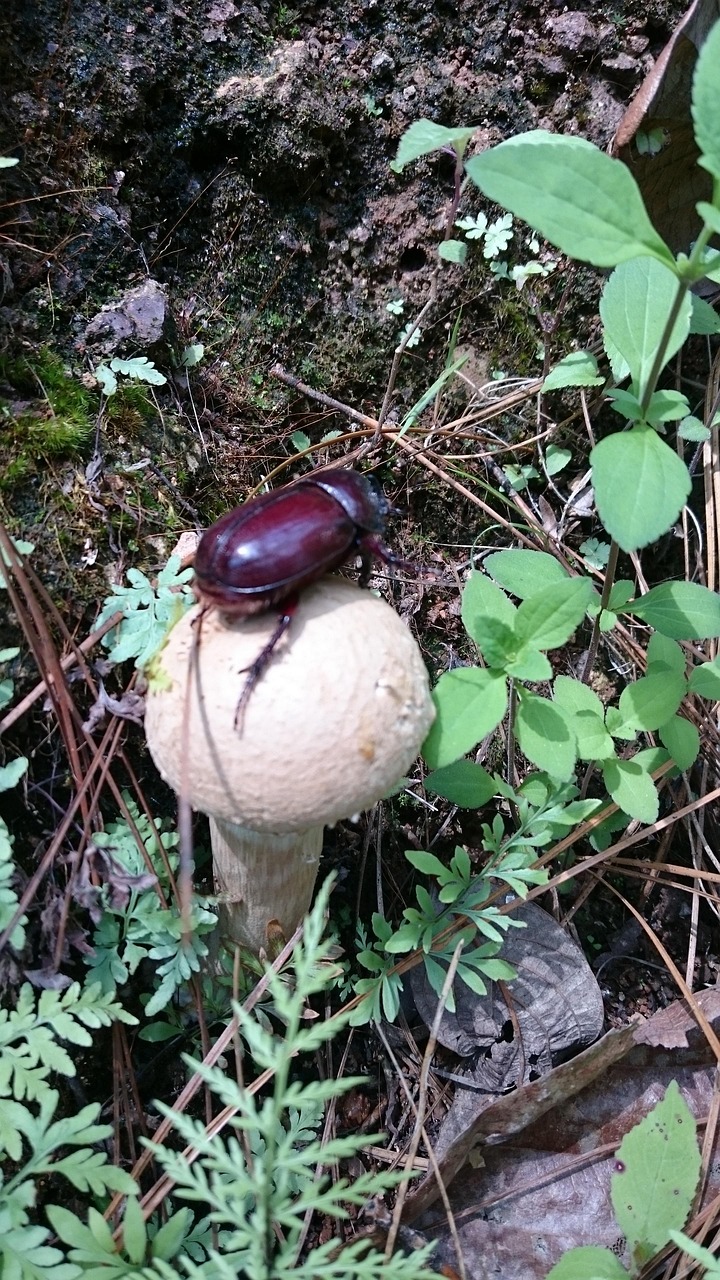 Champignon Nature Insecte - Photo gratuite sur Pixabay - Pixabay