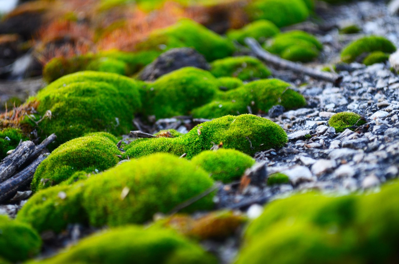 Green Moss - Free photo on Pixabay - Pixabay