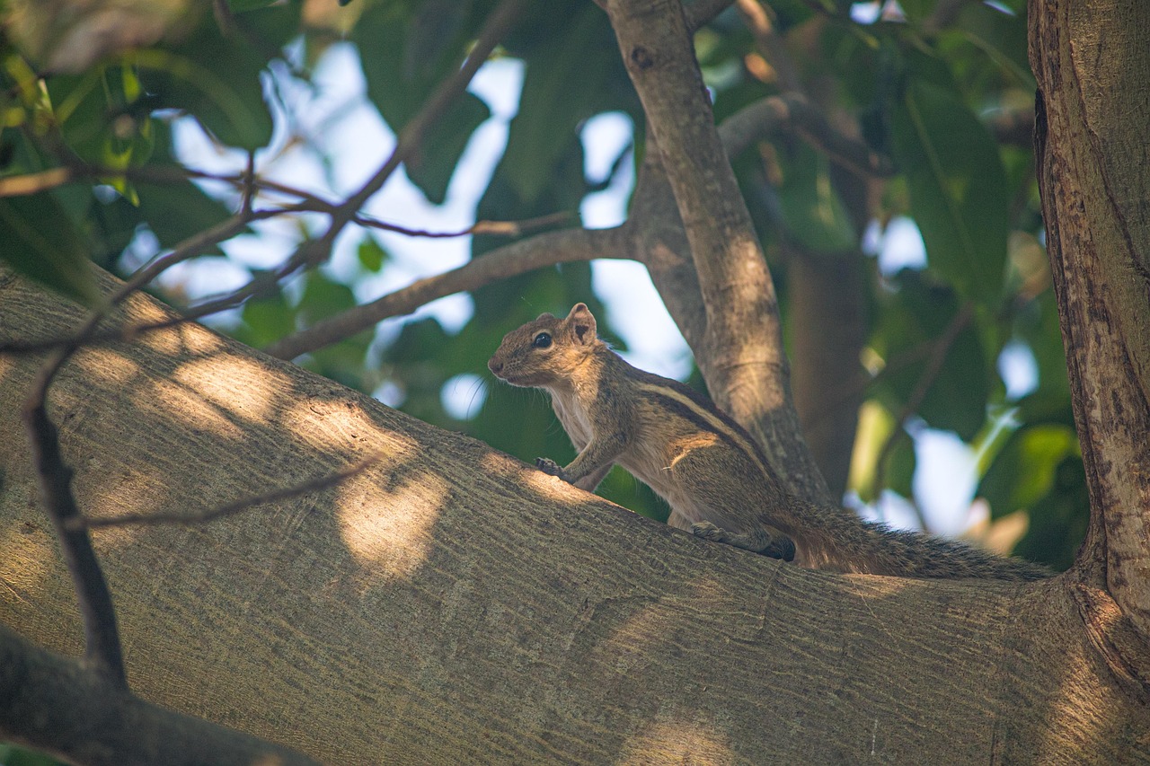 Ardilla Animal Naturaleza Fauna - Foto gratis en Pixabay - Pixabay