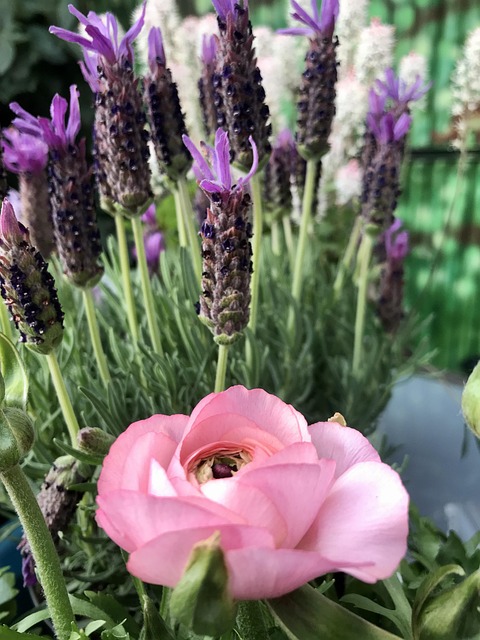 Ranunkeln Lavender Blossoms - Free photo on Pixabay