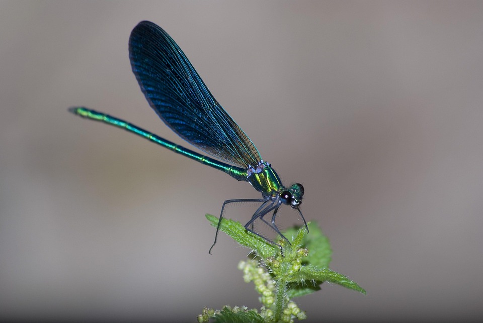 Caballito Devil Insect - Free photo on Pixabay